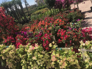 Annuals and Perennials - RCW Nurseries